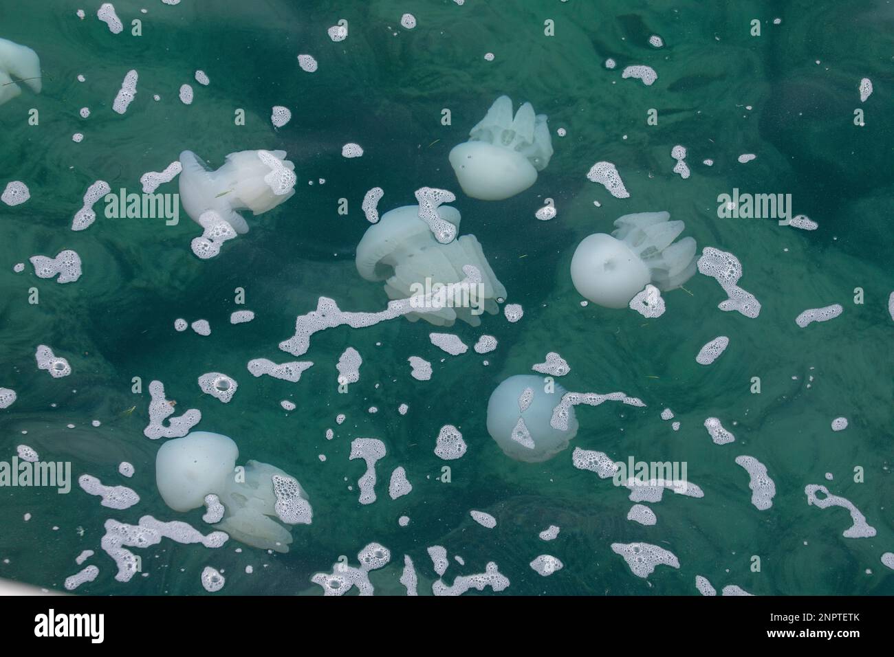 Warm weather brings out barrel jellyfish in Persian Gulf. Manama ...