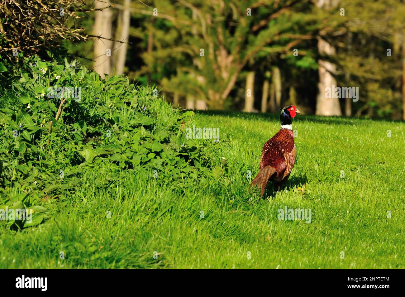 Running pheasant hi-res stock photography and images - Alamy
