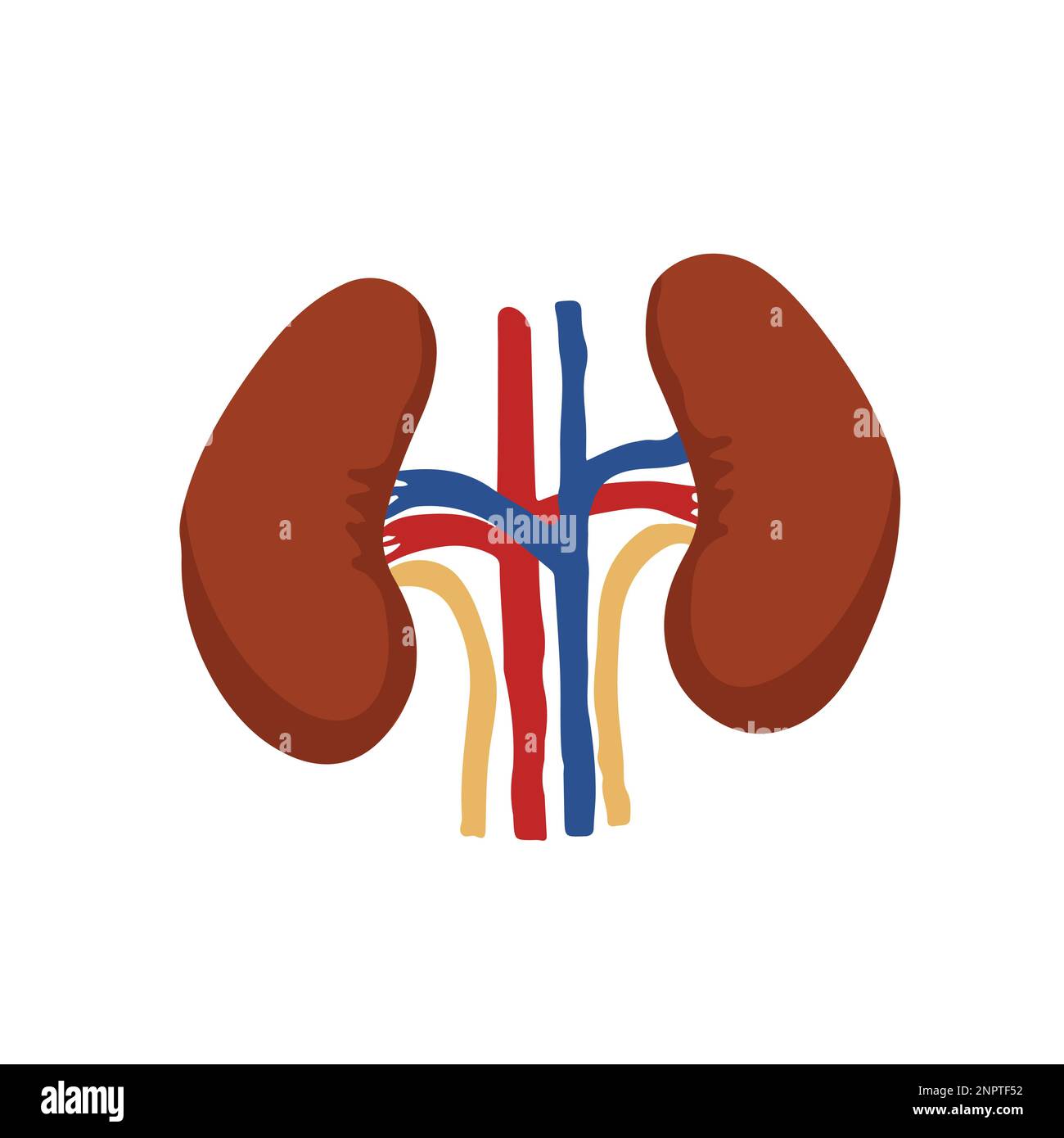 Human Internal organs, cartoon anatomy body part kidneys, vector ...