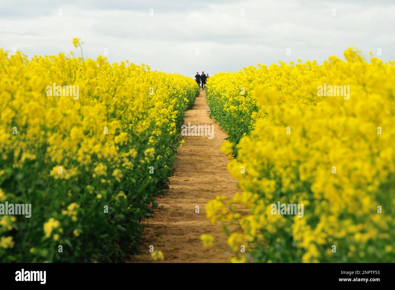 Rapeseed field with path in the middle and people in the distance Stock ...