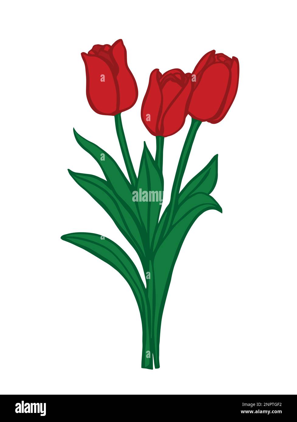 Bouquet of red tulips. Red tulips isolated on white background. Drawing ...