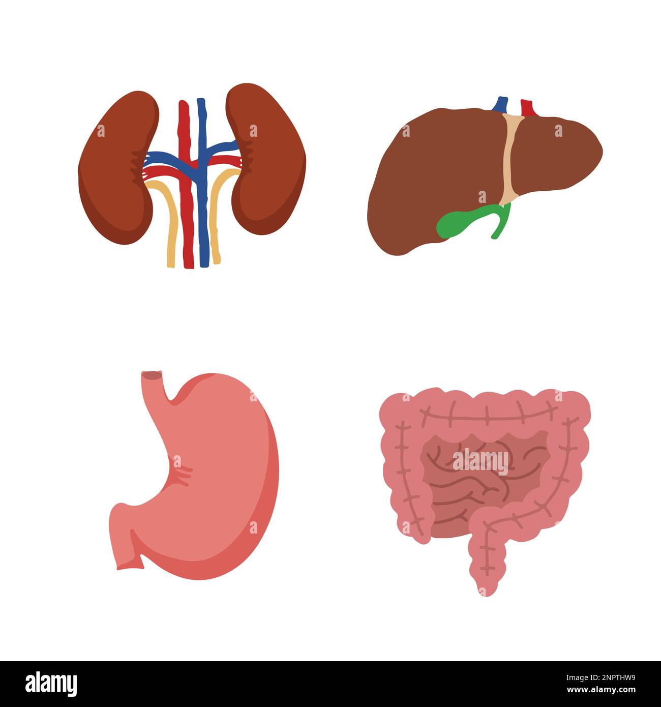 Human Internal organs, cartoon anatomy body parts, stomach with ...