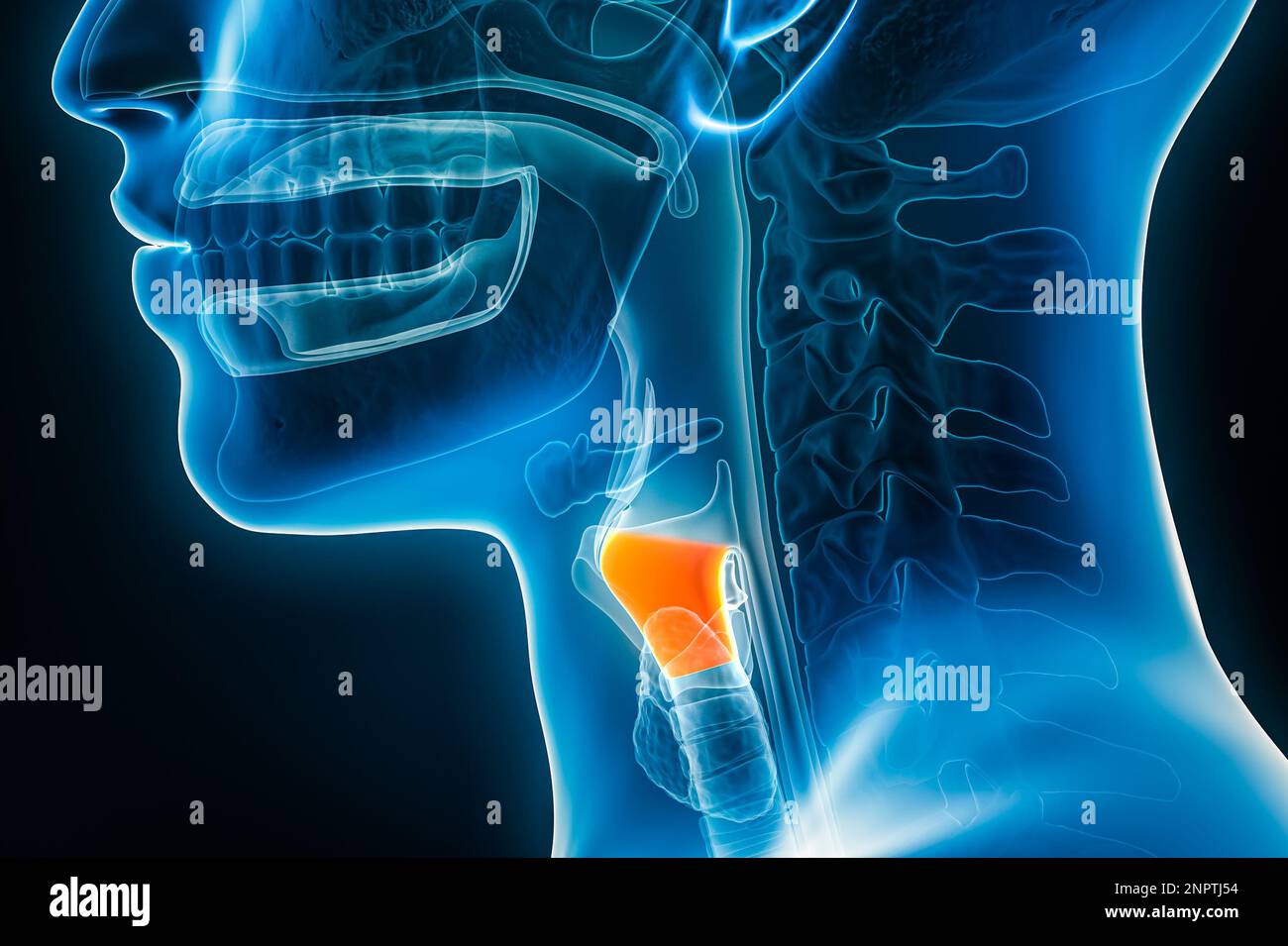 Xray lateral or profile view of the larynx or voice box 3D rendering ...