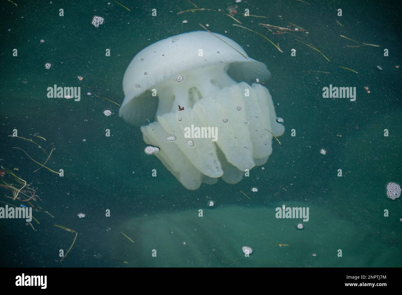 Warm weather brings out barrel jellyfish in Persian Gulf. Manama ...