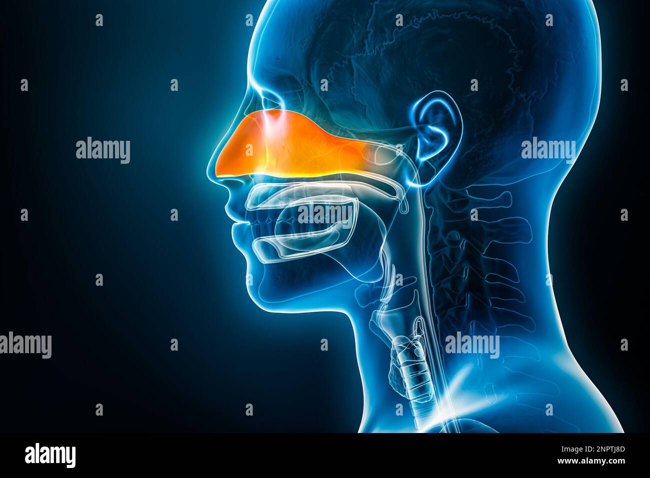 Xray lateral or profile view of the nasal cavity 3D rendering ...