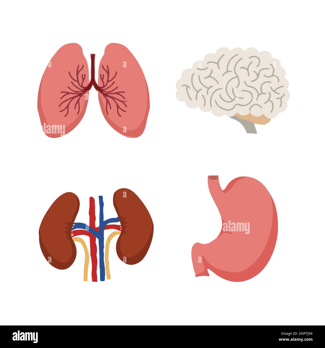 Human Internal organs, cartoon anatomy body parts brain and lungs ...