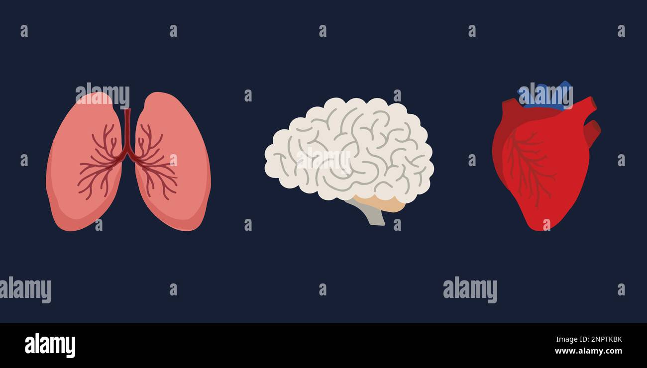 Human Internal organs, cartoon anatomy body parts brain, heart and ...