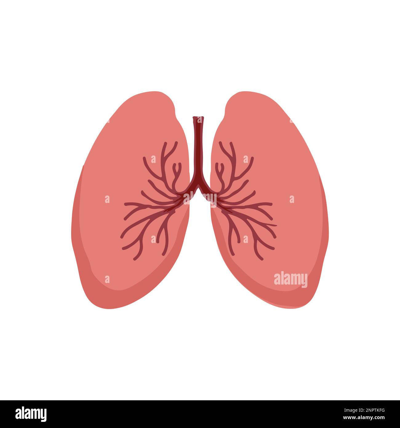Human Internal organs, cartoon anatomy body part lungs, vector ...