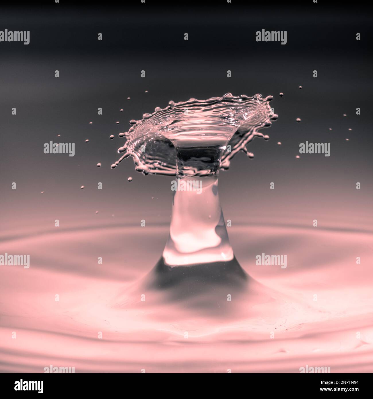 Macro photography water drops photographed with Pluto trigger Stock ...