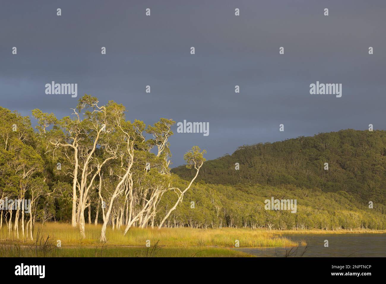 Paperbark trees new south wales hi-res stock photography and images - Alamy