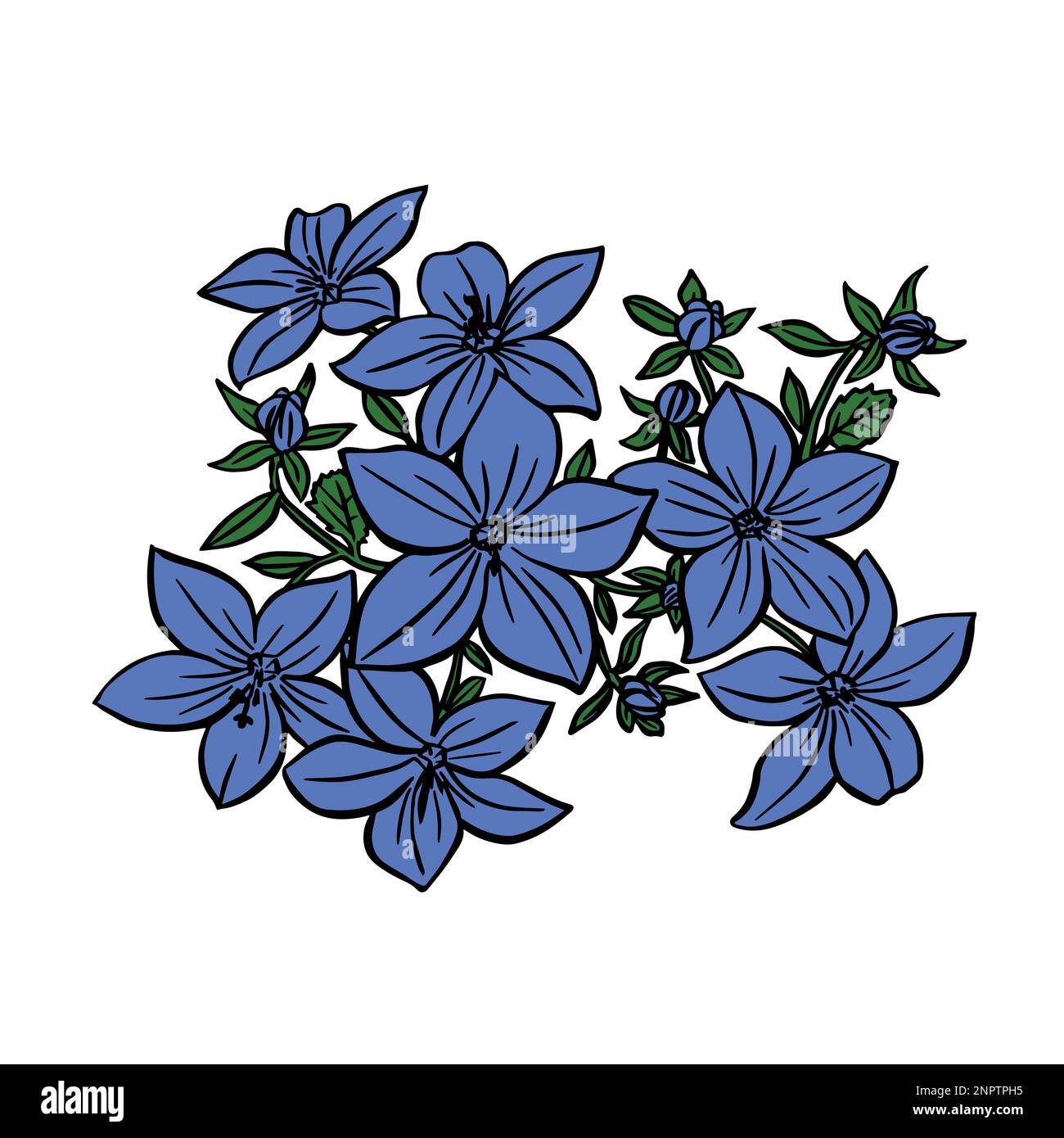 Blue Jasmine Flower Clipart