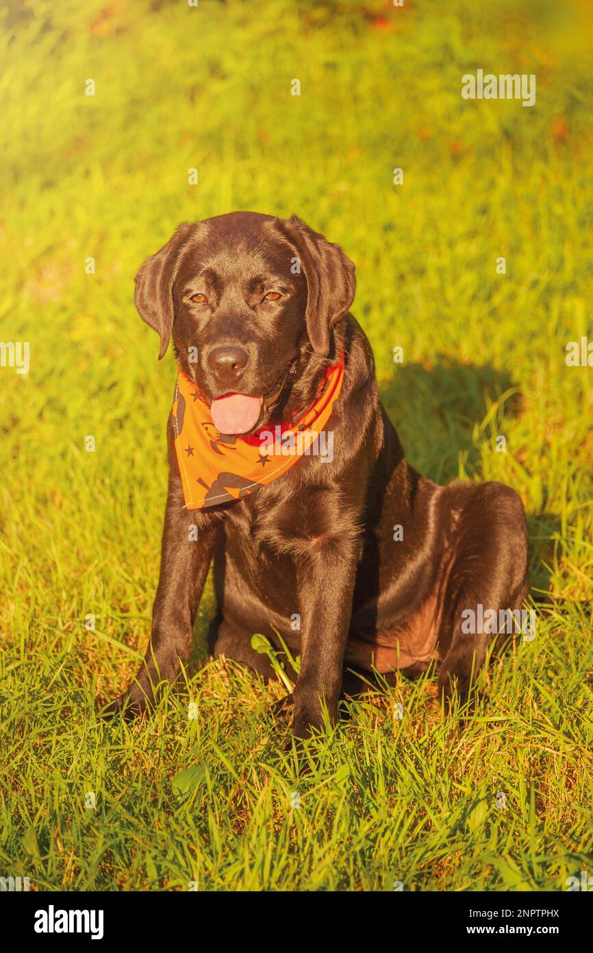 Labrador retriever puppy in a Halloween bandana. A black labrador dog ...