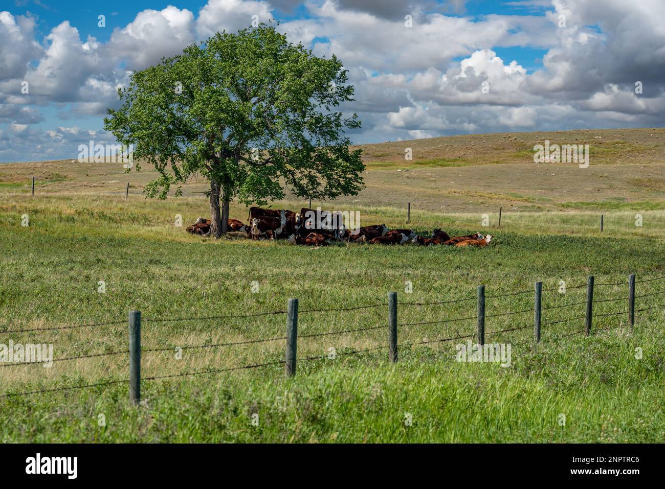 Group resting in the shade of a tree hi-res stock photography and ...