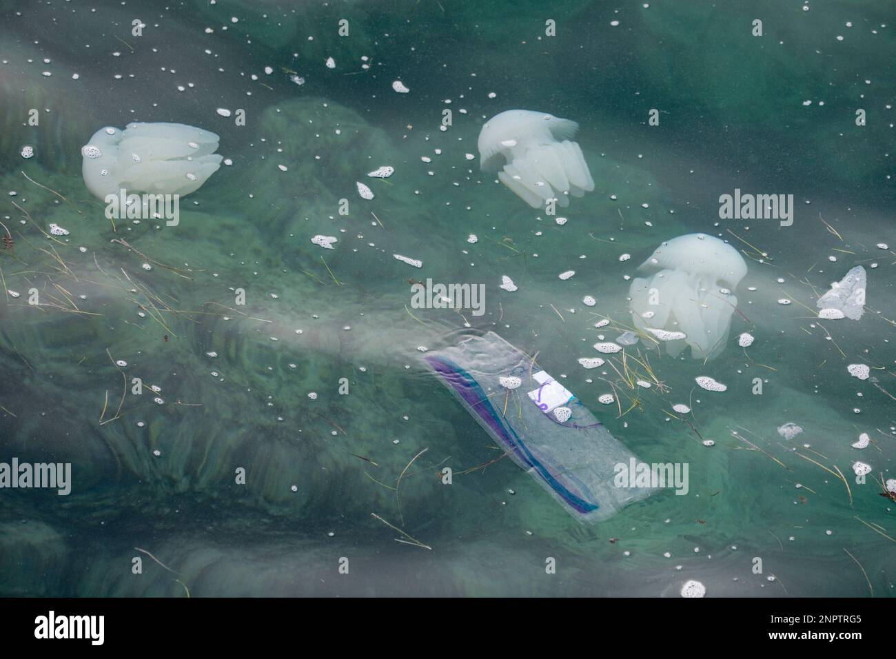 Warm weather brings out barrel jellyfish in Persian Gulf. Manama ...