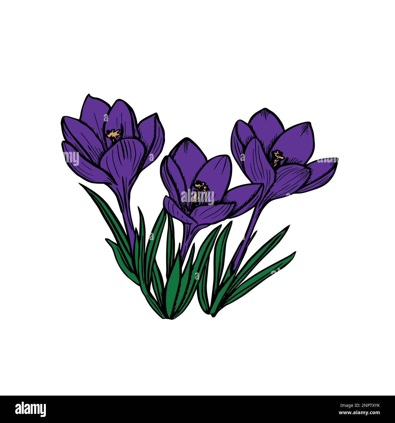 Hand drawn crocus flowers. Elegant vintage card. Vector illustration ...