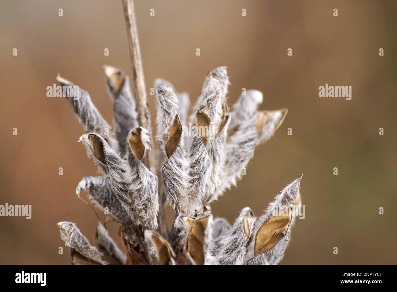 A close up of a wilted plant Stock Photo - Alamy