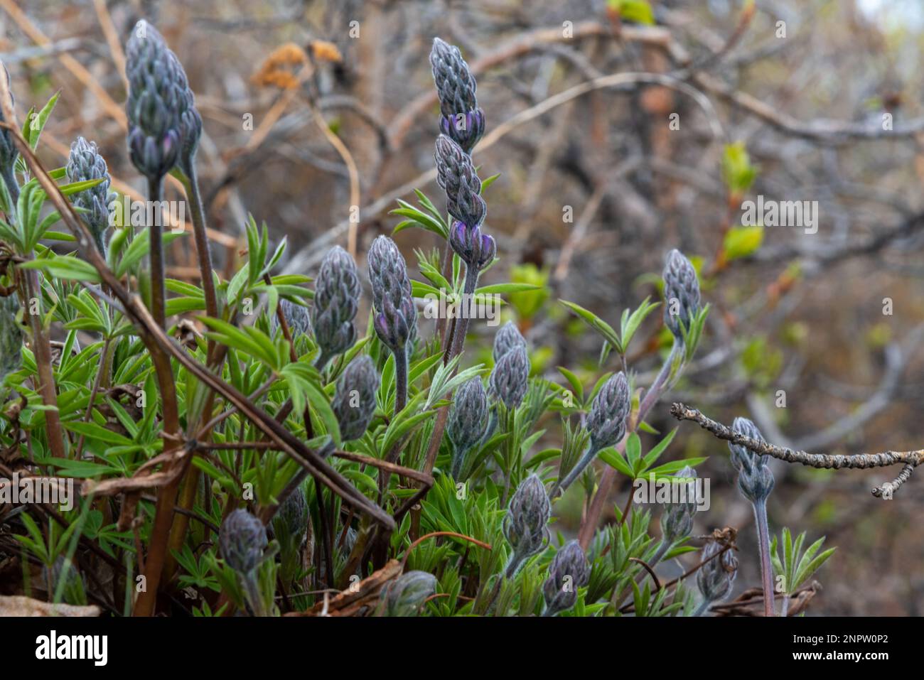 Grey, slate-colored flowers seen in spring time bloom from boreal ...
