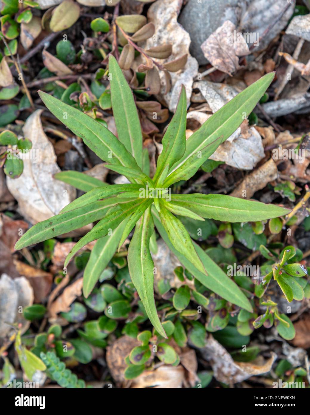 Aerial view rainforest blooming hi-res stock photography and images - Alamy