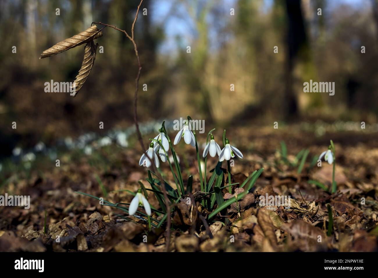 Spring snowflakes in bloom with foliage on the ground seen up close ...