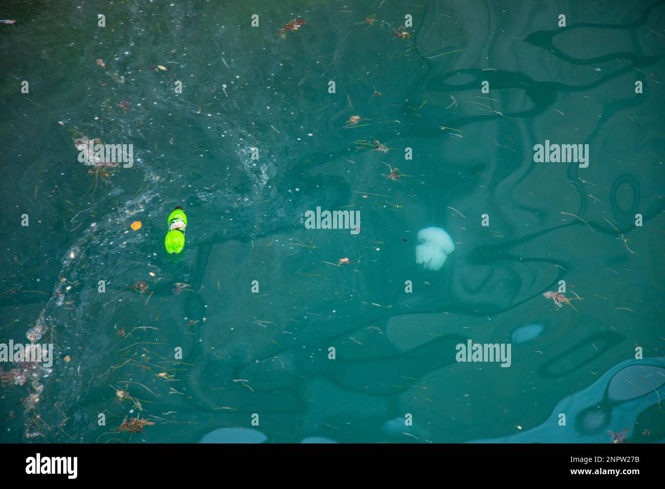 Warm weather brings out barrel jellyfish in Persian Gulf. Manama ...