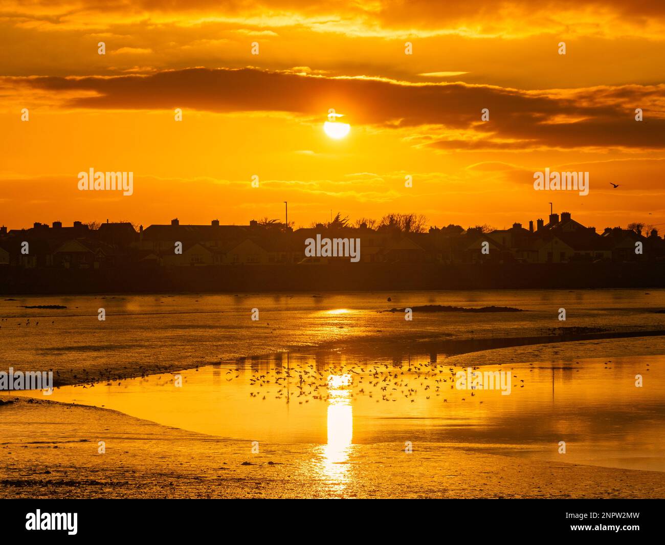 Golden hour sunset reflections and a small murmuration at Baldoyle Bay ...