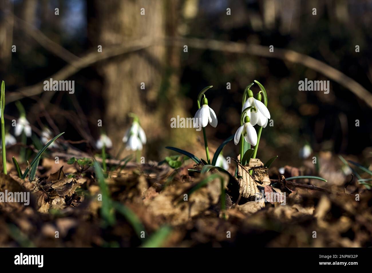 Spring snowflakes in bloom with foliage on the ground seen up close ...