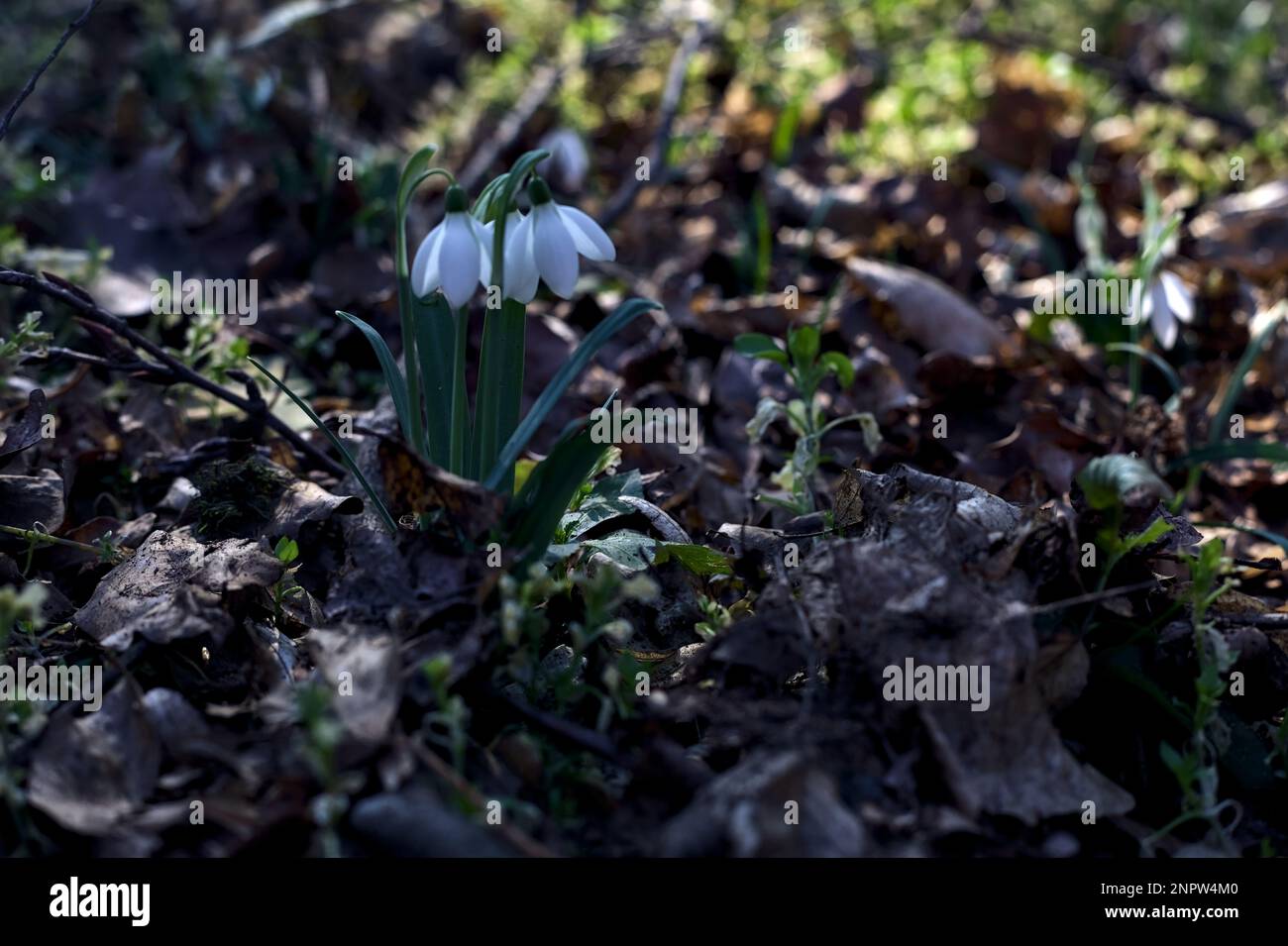 Spring snowflakes in bloom with foliage on the ground seen up close ...