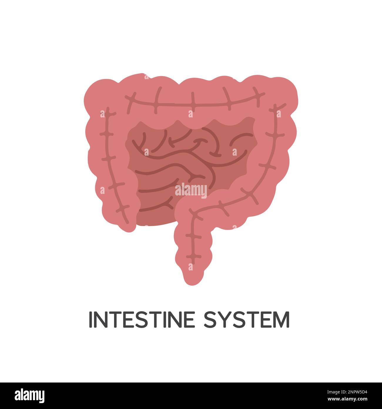Human Internal organs, cartoon anatomy body part intestinal system ...