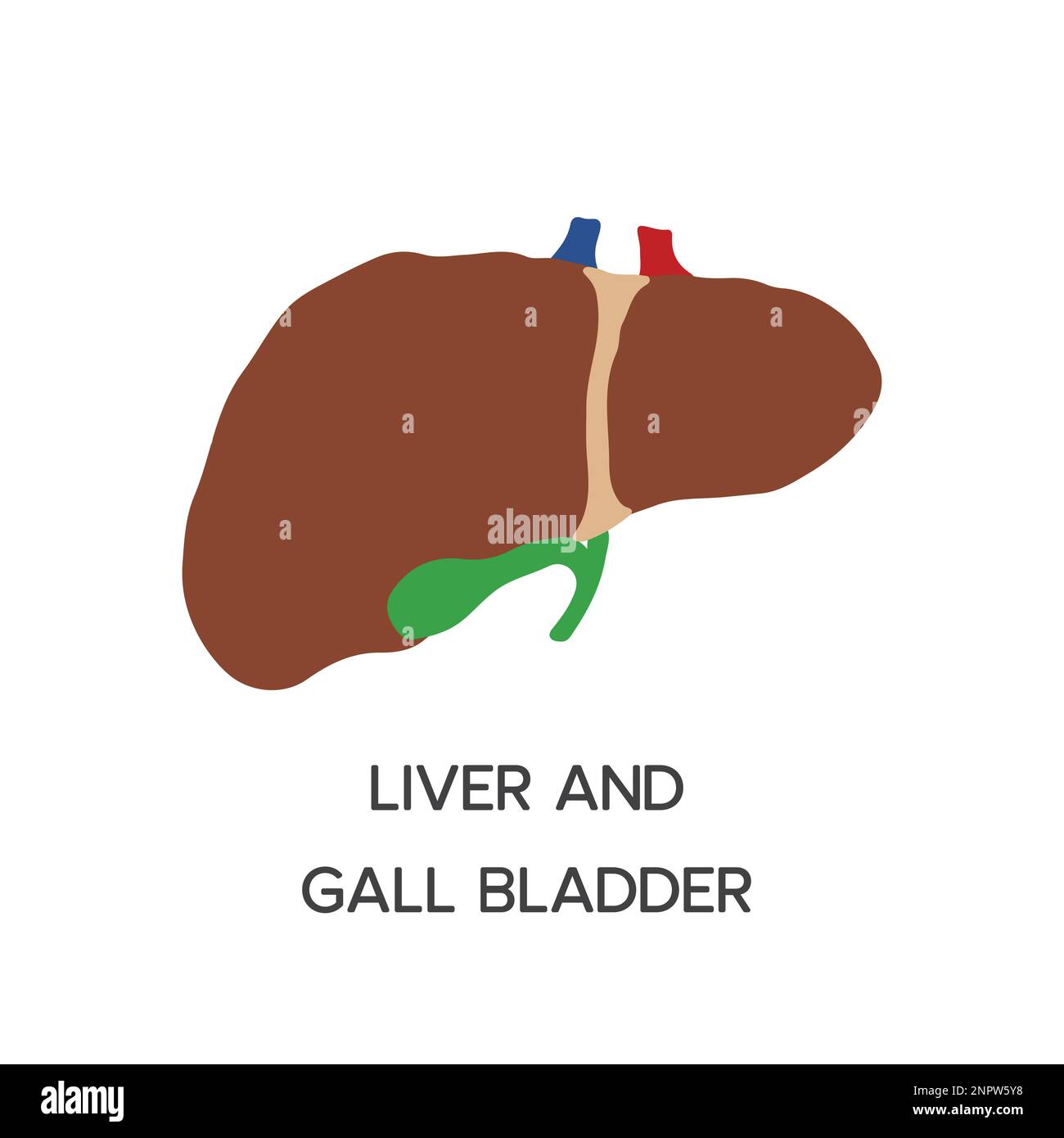 Human Internal organs, cartoon anatomy body part liver with gall ...
