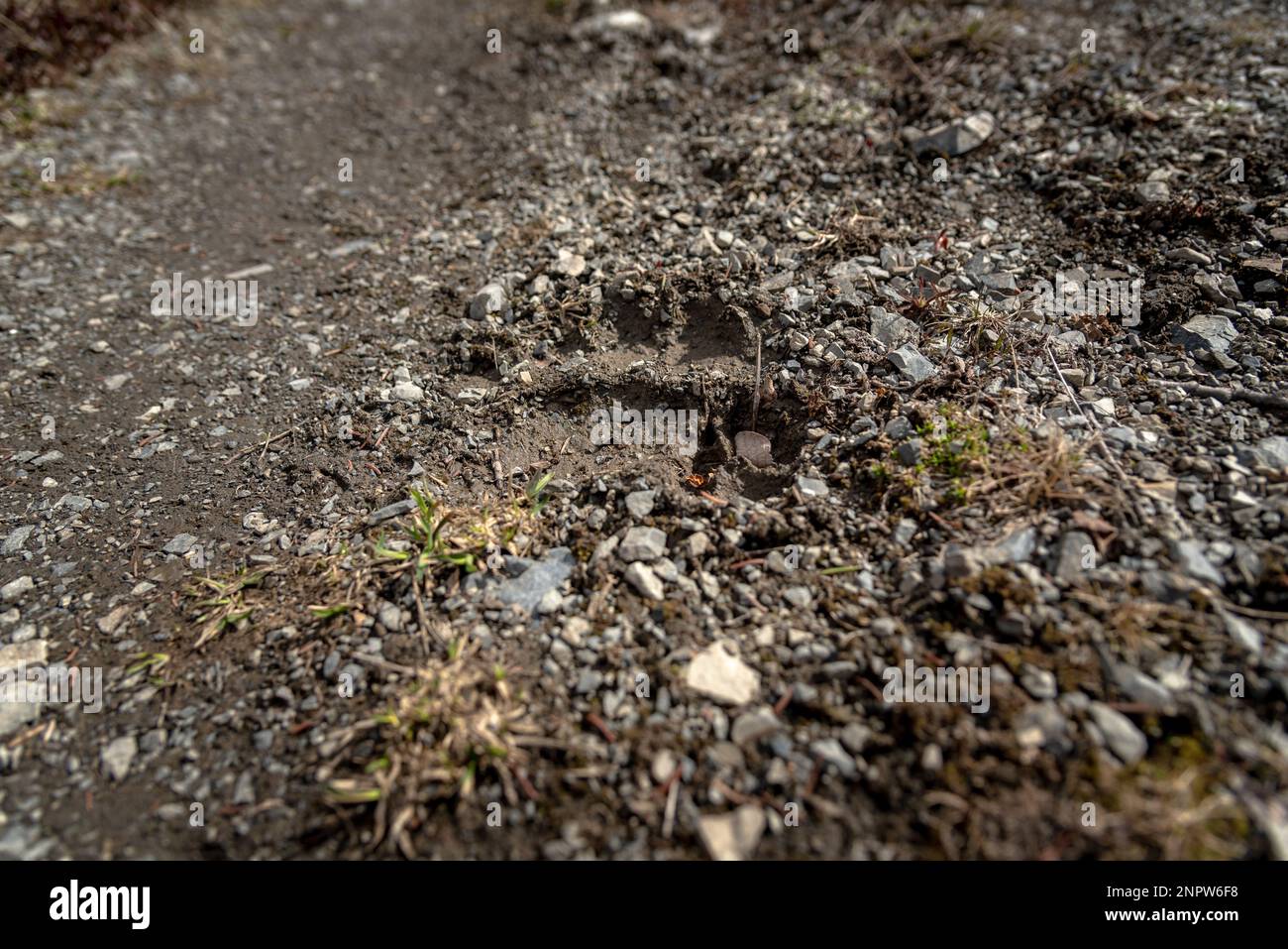 Grizzly bear foot print, paw mark, footprint in muddy ground on a ...