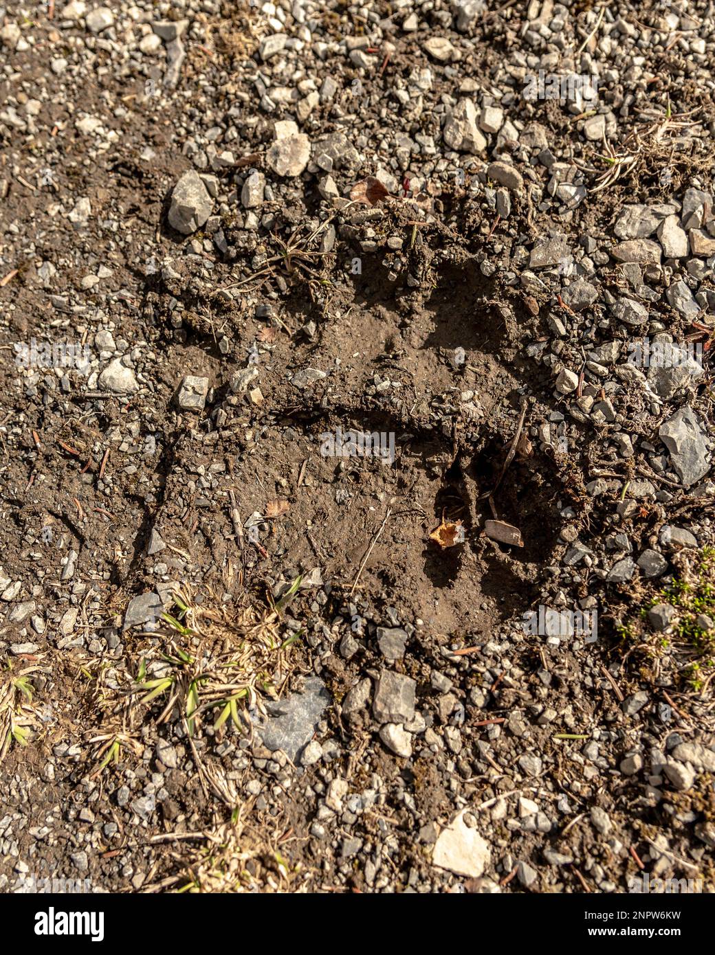 Grizzly bear foot print, paw mark, footprint in muddy ground on a ...