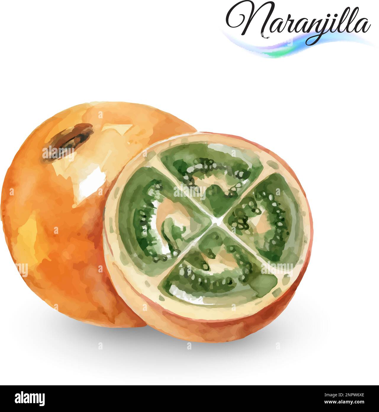 Watercolor Painting Naranjilla. Hand-drawn on White Background Stock ...