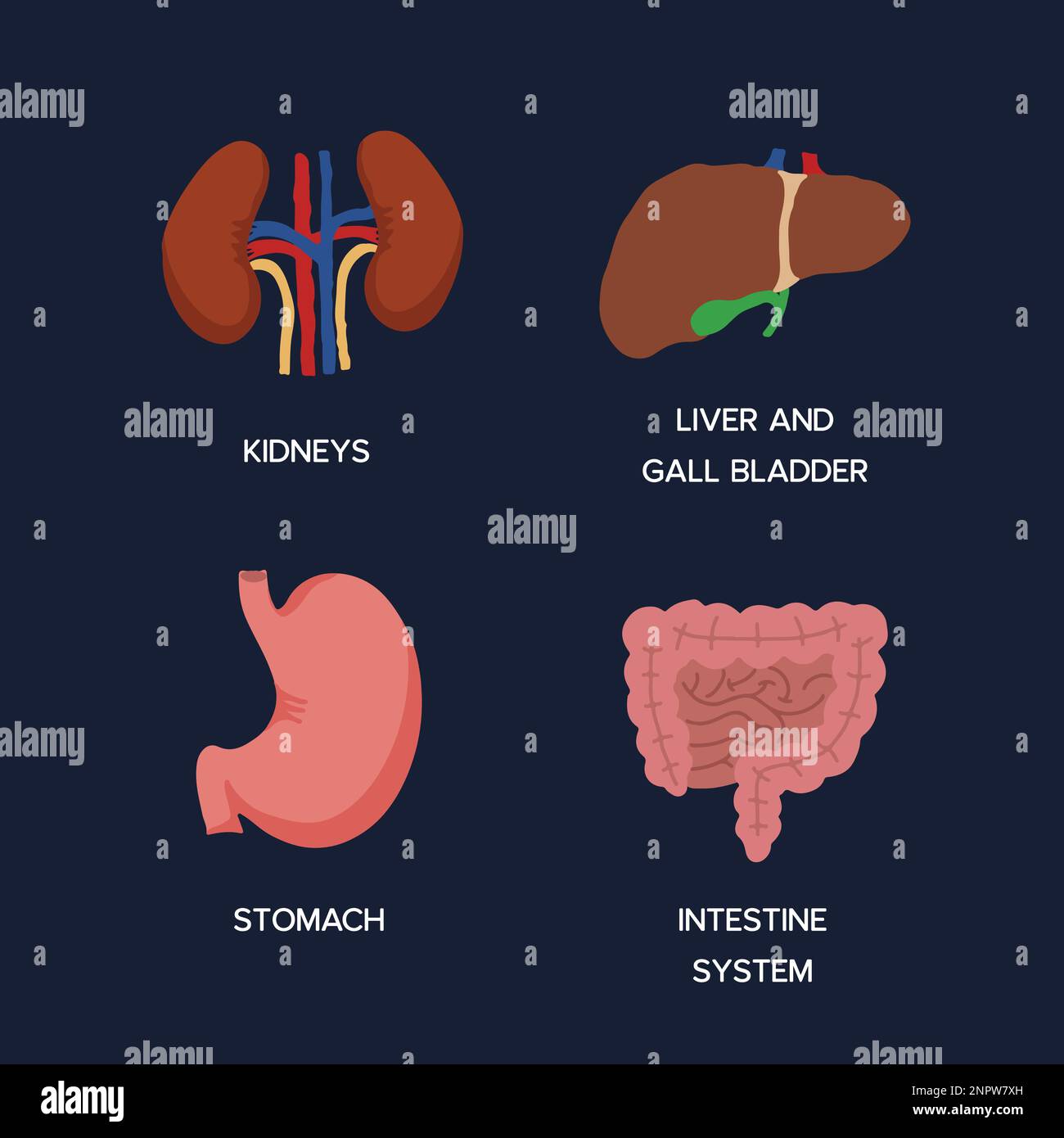 Human Internal organs, cartoon anatomy body parts, stomach with ...