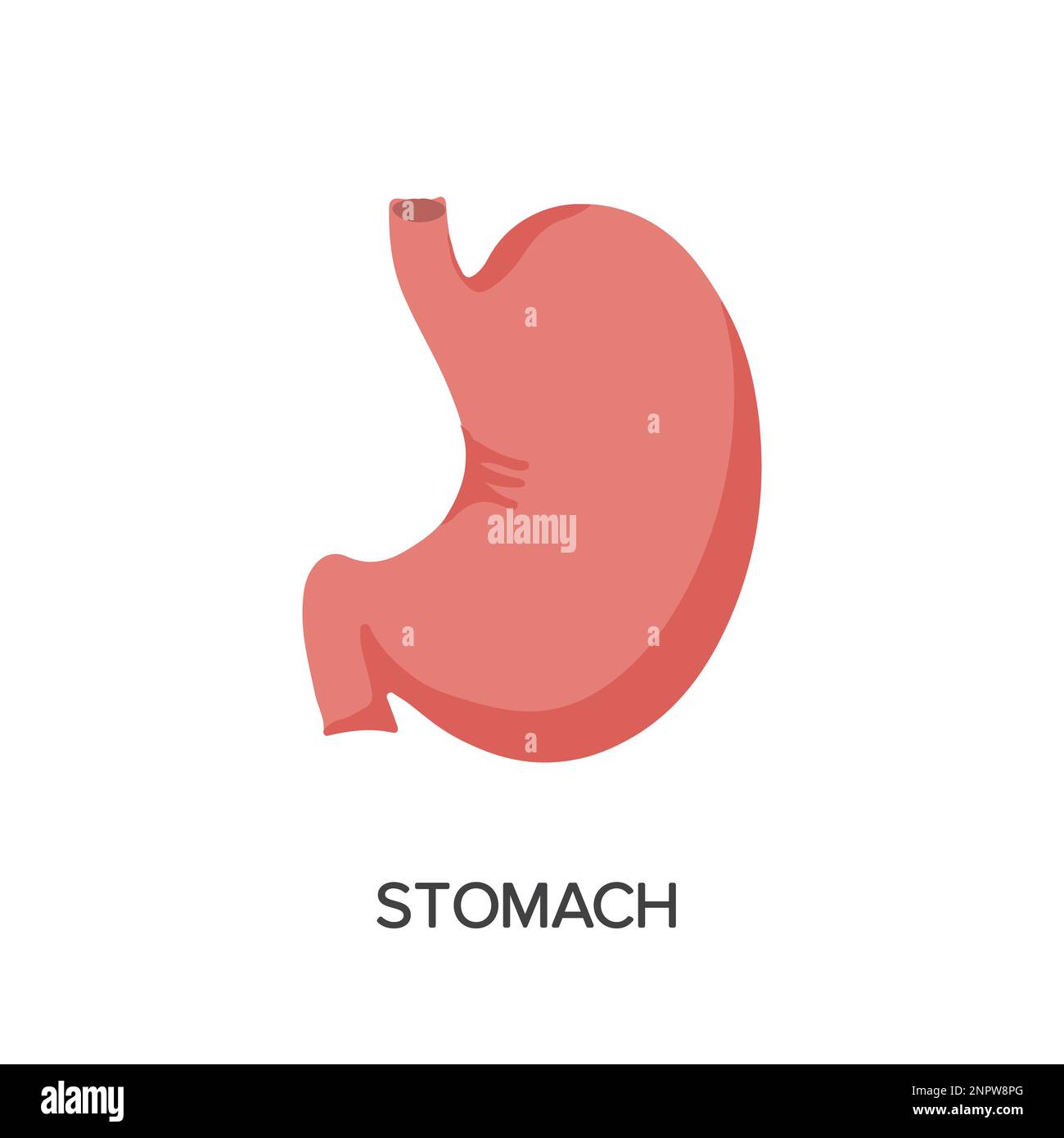 Human Internal organs, cartoon anatomy body part stomach, vector ...