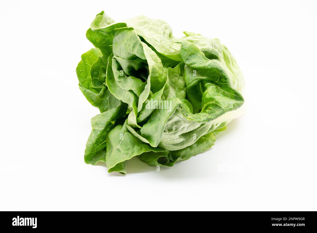 Little Gem lettuce isolated on a white background Stock Photo - Alamy