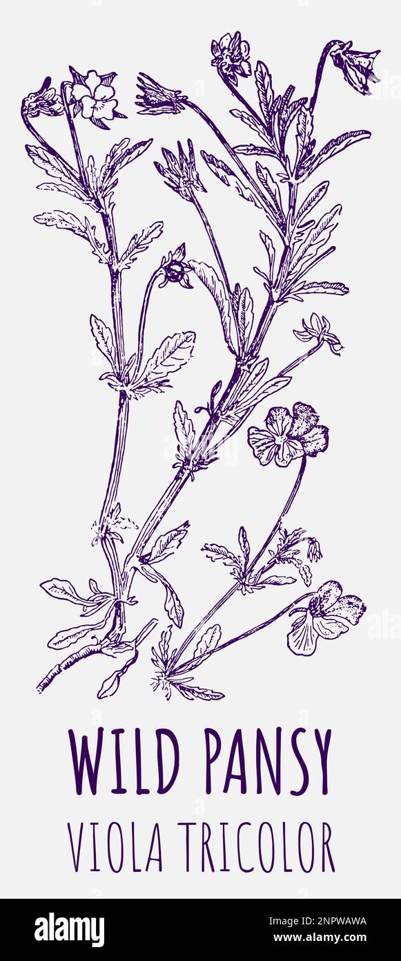 Drawings of Wild Pansy. Hand drawn illustration. Latin name VIOLA ...