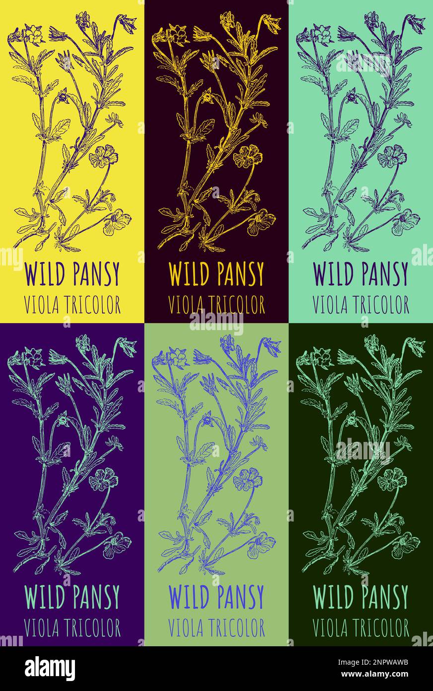 Set of drawings Wild Pansy in different colors. Hand drawn illustration ...
