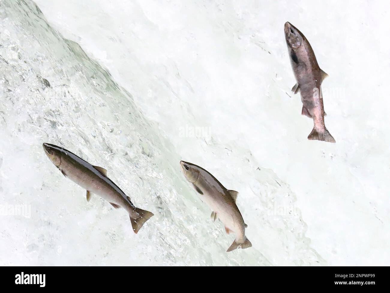 Oncorhynchus masou (masu salmon, cherry hybrid salmon) jump over a waterfall aiming at the ...