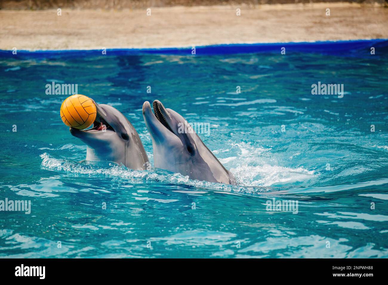 Two dolphins playing with ball in blue water Stock Photo - Alamy