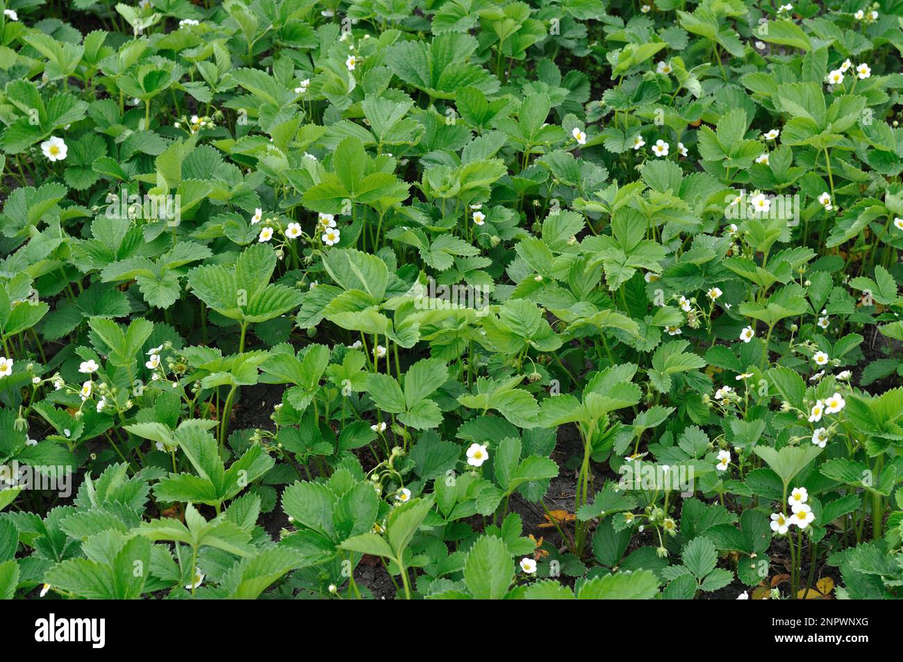 close-up of the blooming strawberry in the vegetable garden Stock Photo ...