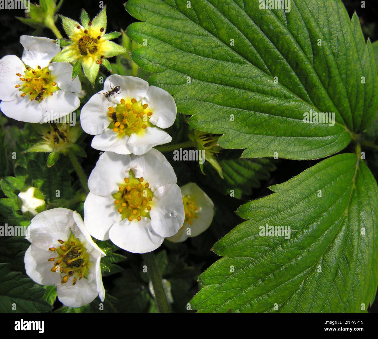Strawberry pollination hi-res stock photography and images - Alamy
