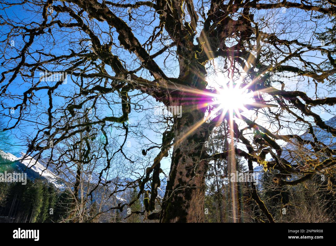 Backlit shot through the branches of a sycamore tree in the Stillachtal ...