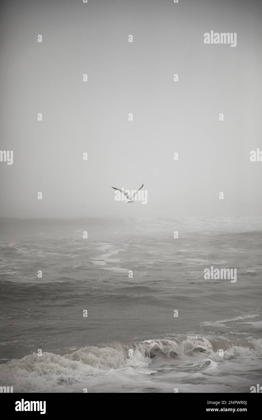 Scary seagull hi-res stock photography and images - Alamy