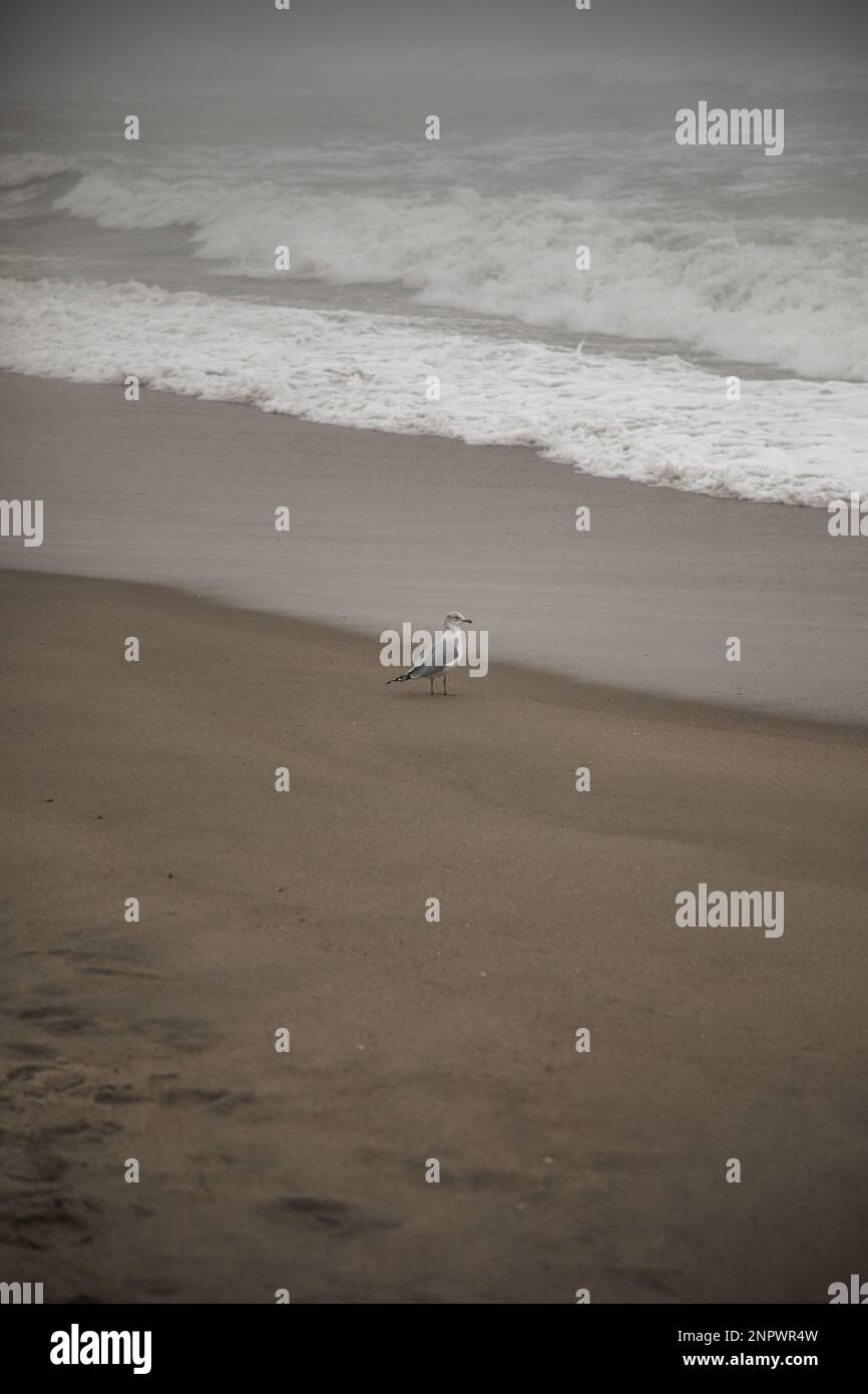Scary seagull hi-res stock photography and images - Alamy