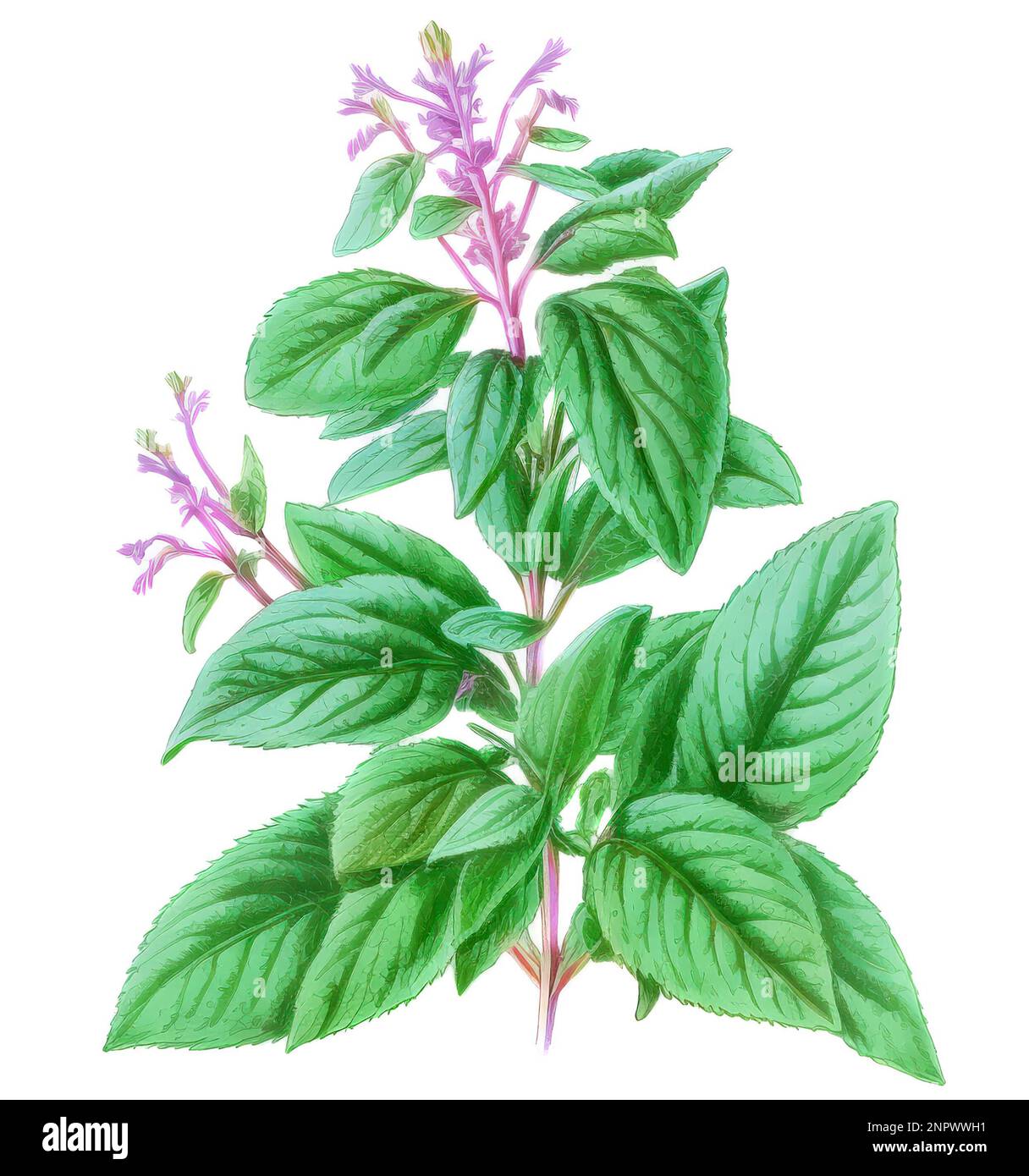Tulsi plant drawing Cut Out Stock Images & Pictures - Alamy