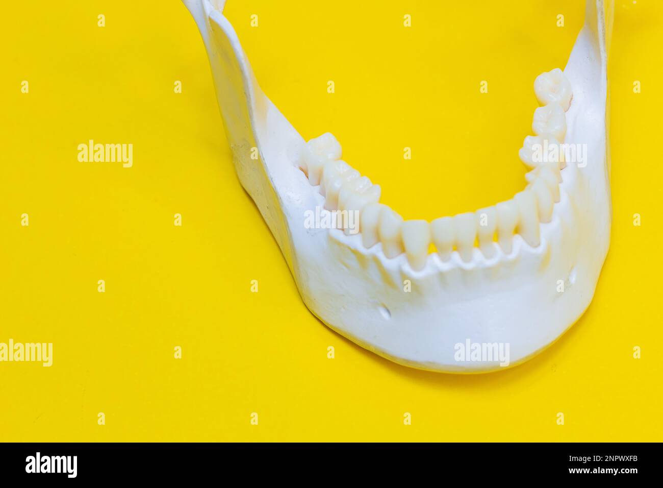 jaw lower of human with teeth, medical layout chewing system, one ...