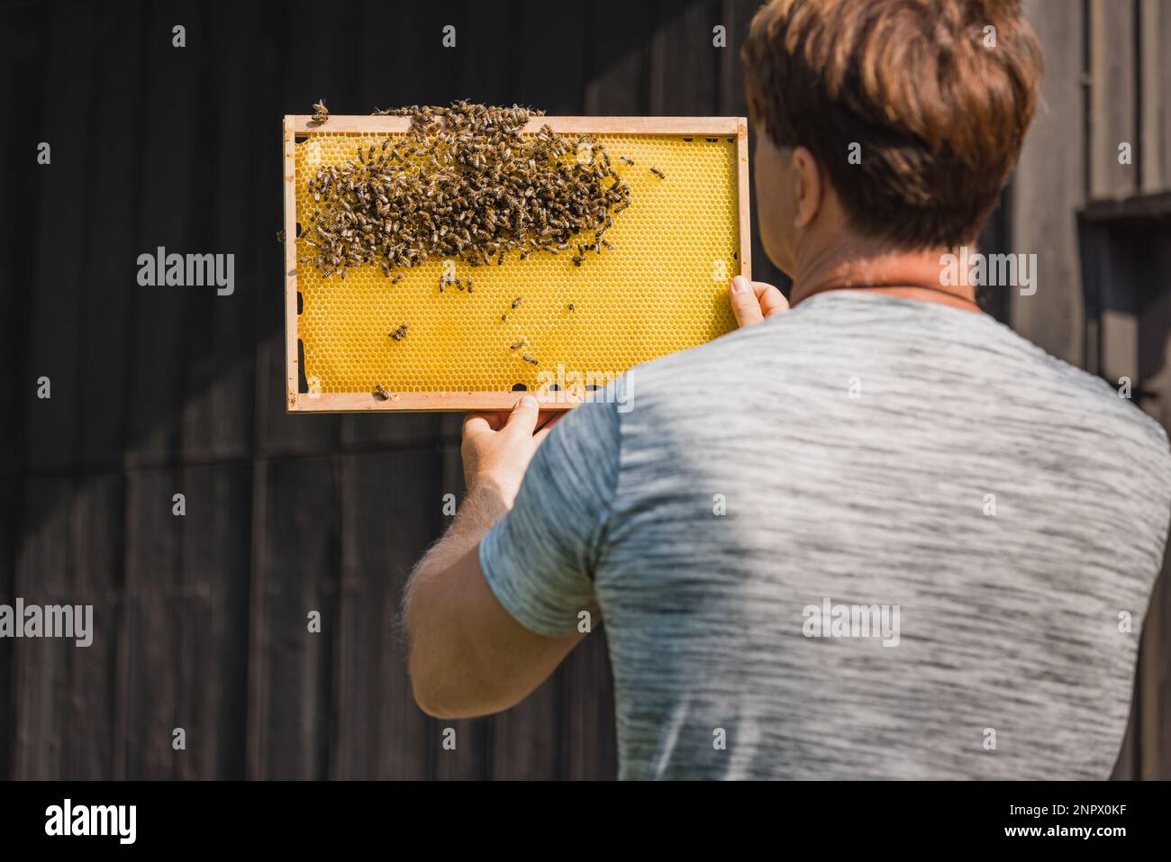Beekeeper viewing movable bee hive frame, inspecting colony health and ...