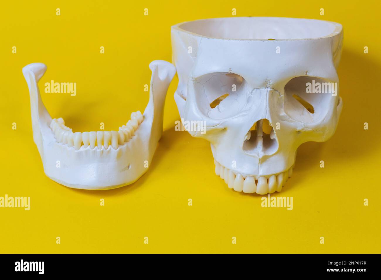 jaws and skull of human with teeth, medical layout chewing system, one ...