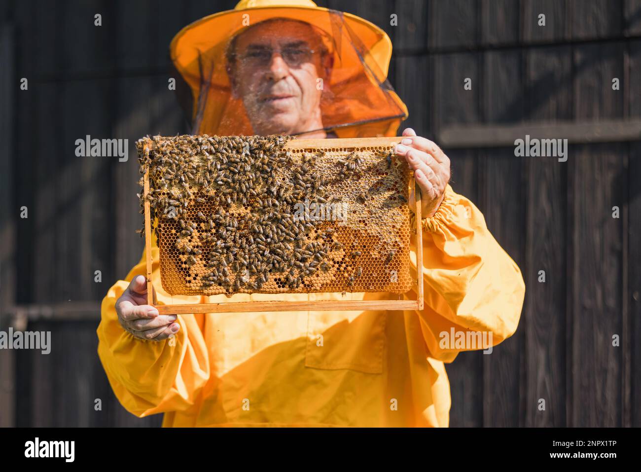 Hobby beekeepe holding a honey frame with brood and honeycomb, portrait ...