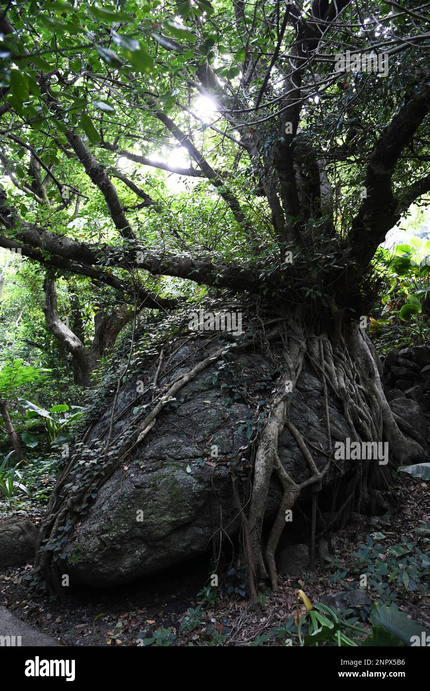 A picture taken on June 7, 2020 shows trees of Akou, Ficus wightiana ...